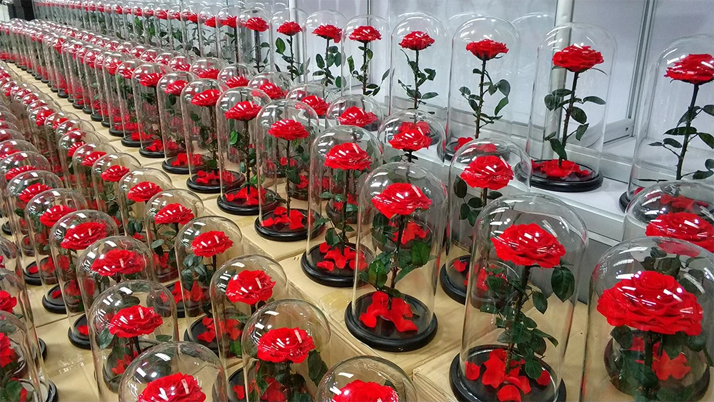 Long Stem Preserved Single Roses Real Life Long Lasting Garden Rose ...