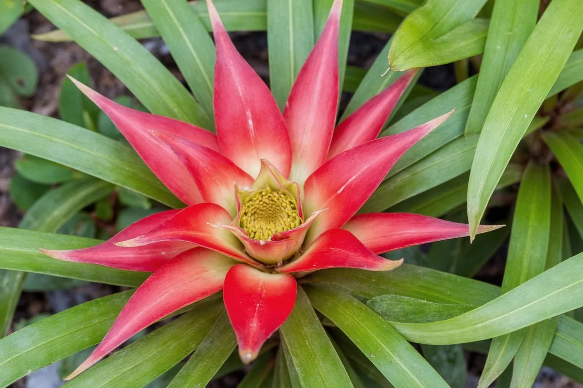 How to Care for a Bromeliad Plant: Complete Guide