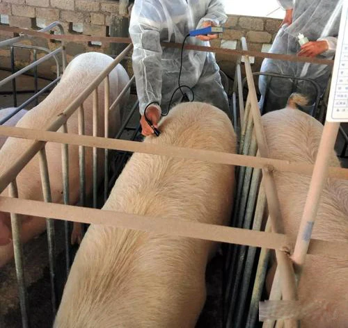 Veterinary Pig Body Backfat Thickness Surveymeter Tester Machine Sheep ...