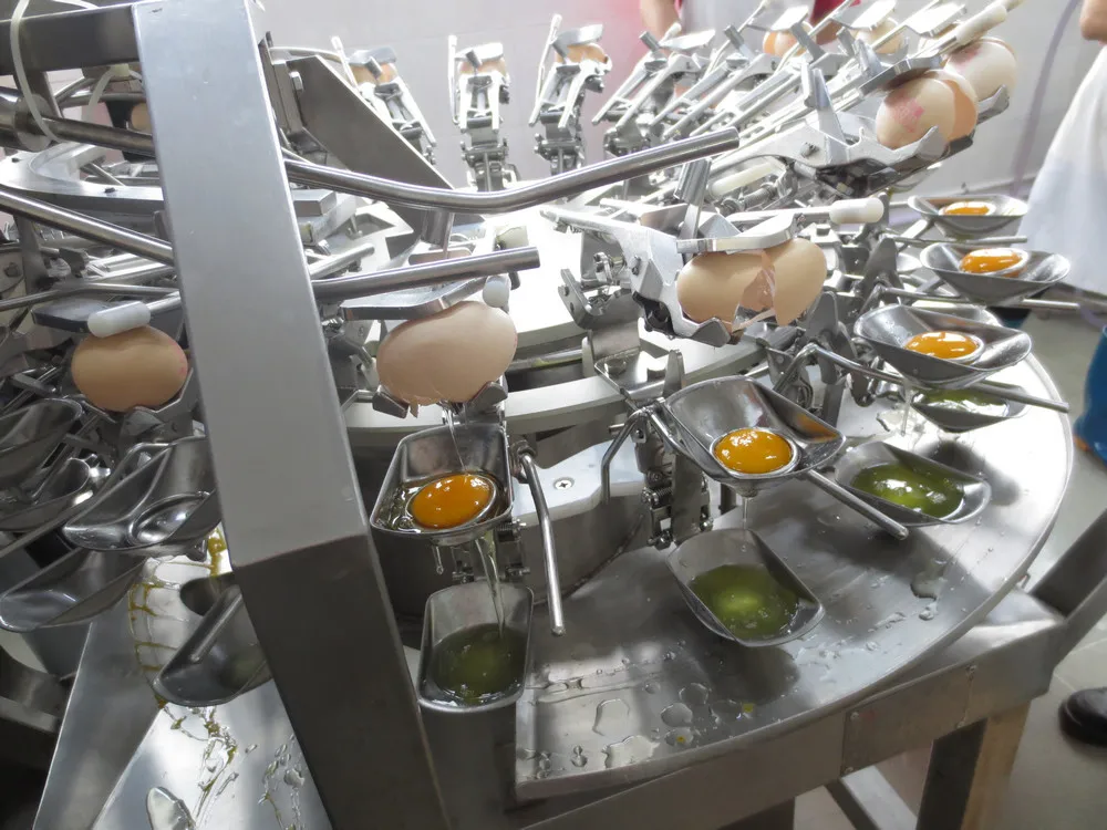 Stainless Steel Industrial Egg Breaking Machine - 4000/8000/10000 Eggs/h