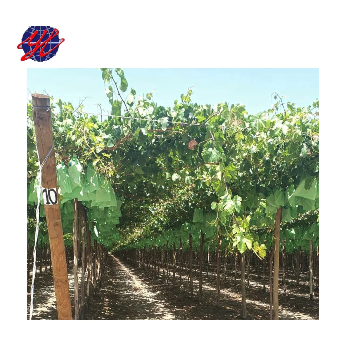 Factory Price Grape Growing Paper Bag Fresh Fruit Cover Bag Grape ...