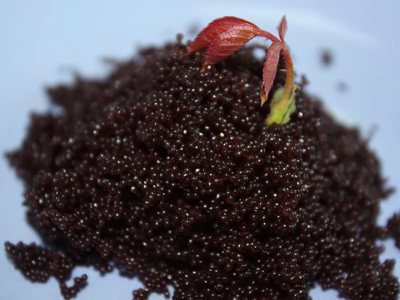 Frozen Seasoned Capelin Roe Kosher Masago Caviar Ebilo - Buy Kosher ...