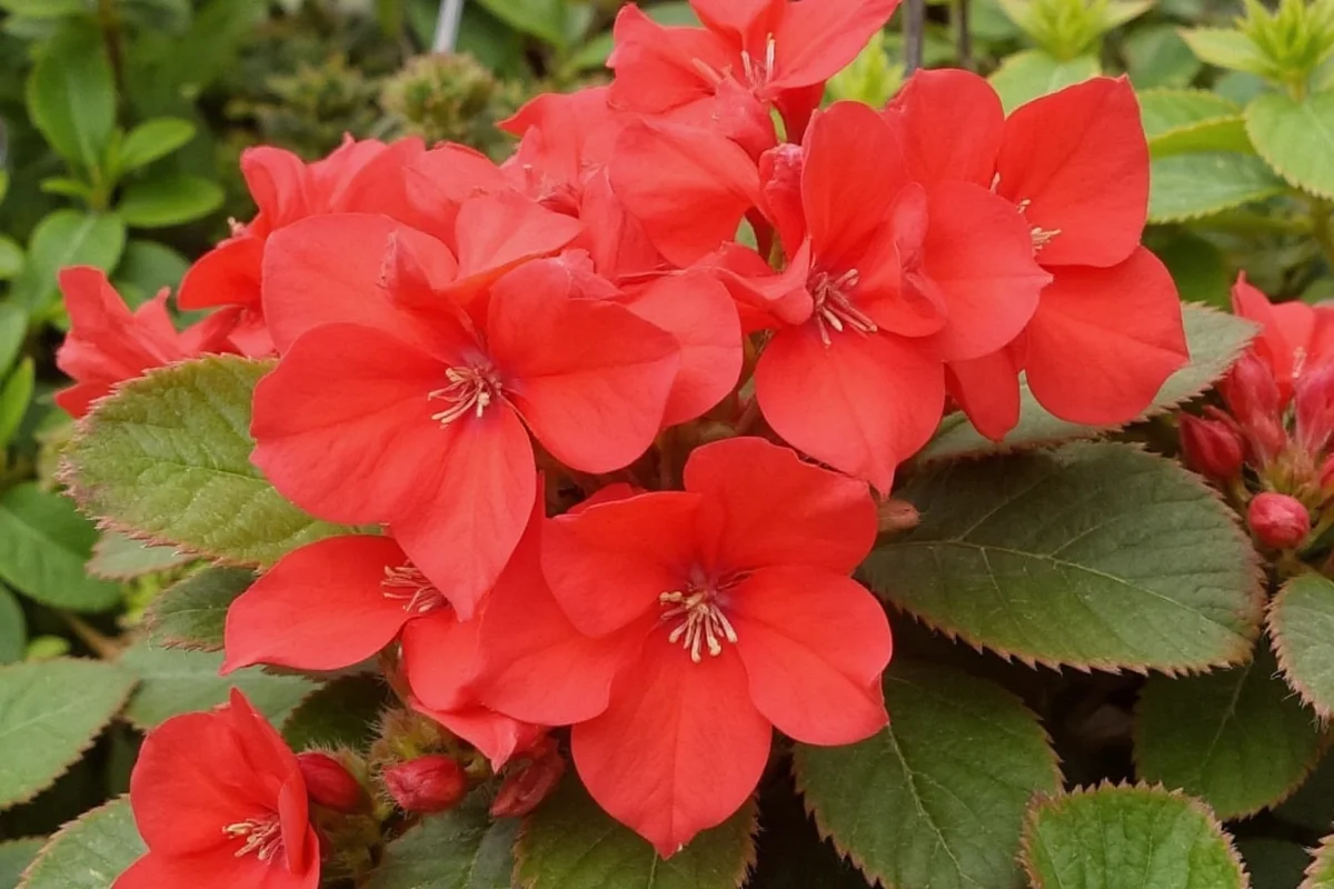 How to Care for Begonia Plants: Complete Guide