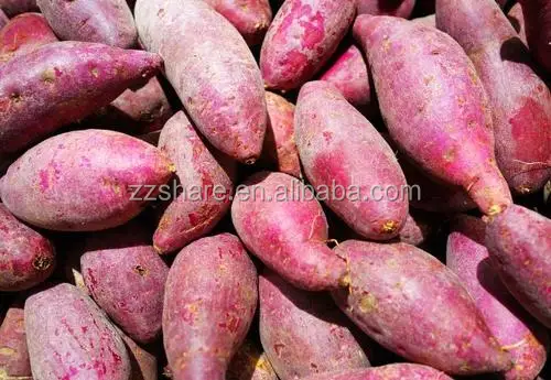 Modified Yam Starch Production Line Cassava Potato Starch Making ...