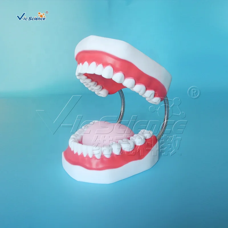 Plastic Dental Model Of Tooth Anatomical Model With A 32 Tooth Dental ...