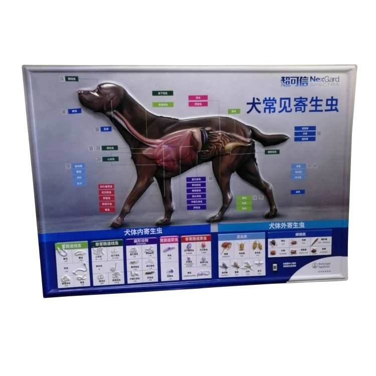 Custom Made Pvc Poster 3d Embossed Anatomy Poster Medical Chart - Buy ...