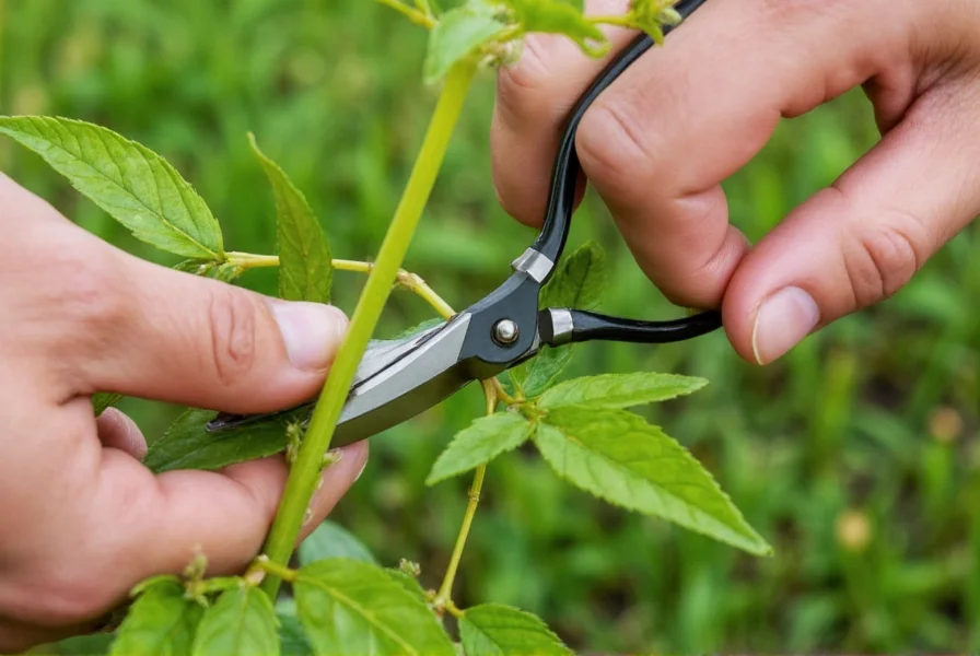 Prune Pepper Plants Correctly: Yield-Boosting Protocol