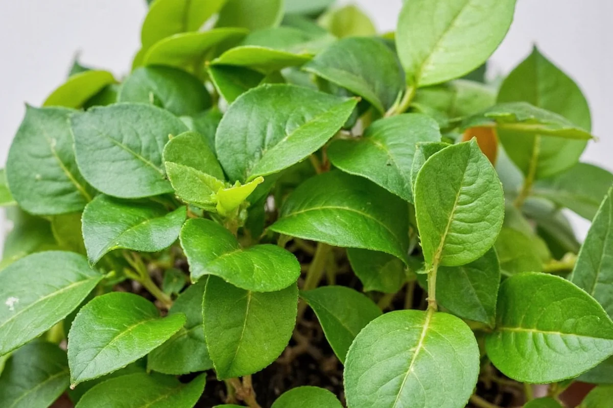 What Is a Money Plant? Benefits & Care Tips