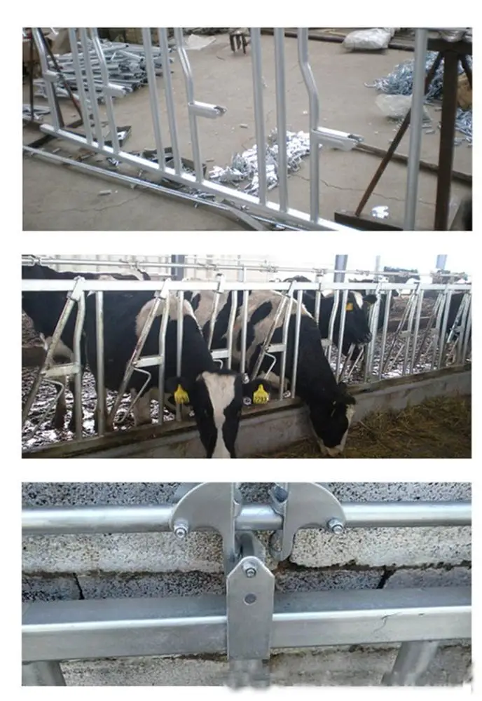 Cattle Feeding Headlock - Efficient Dairy Farm Equipment
