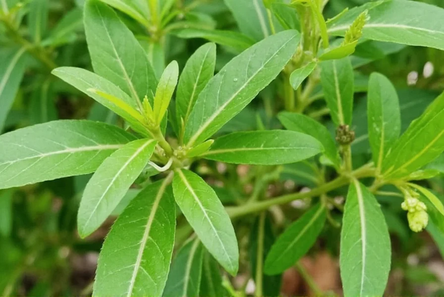 Cardamom Plant: Growing Guide and Care Tips