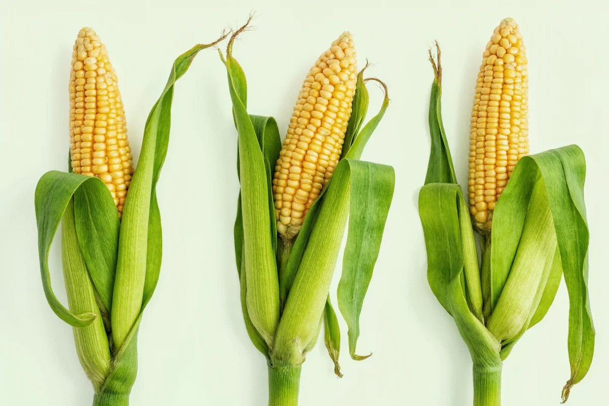 How to Care for Corn Plant: Easy Indoor Growing Tips