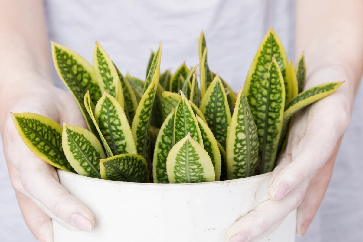 How to Transplant a Snake Plant: Step-by-Step Guide