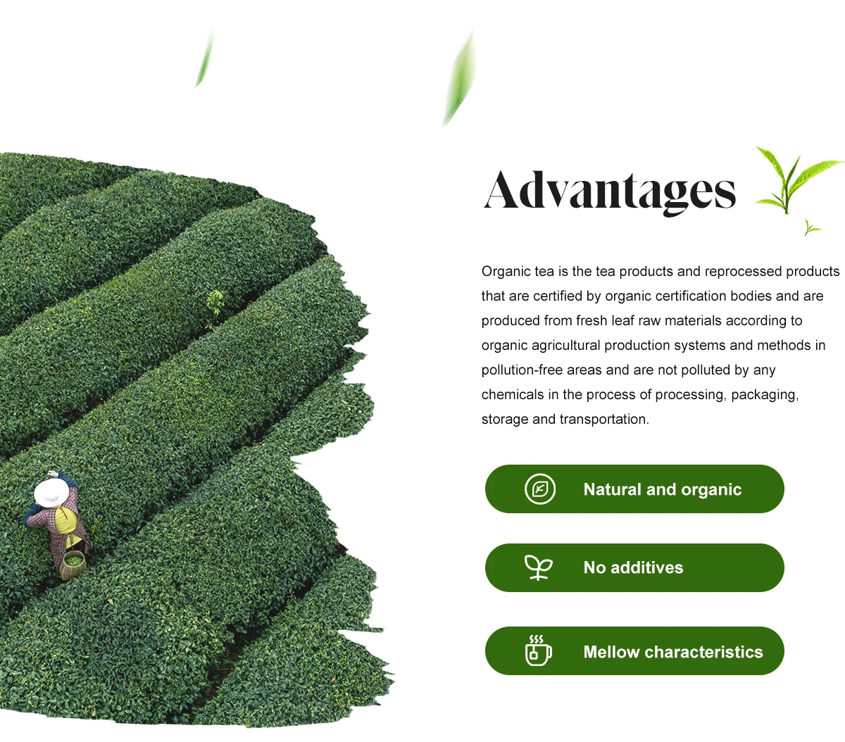 Company Overview - Hunan Hongda Tea Co., Ltd.