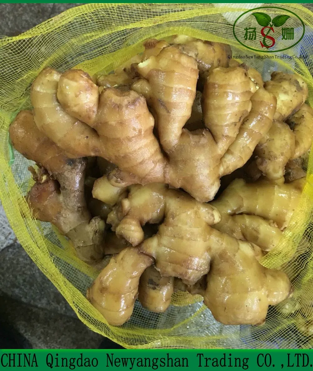 Middle East Fresh Ginger/ Fresh Ginger (discount On!) - Buy Dried ...