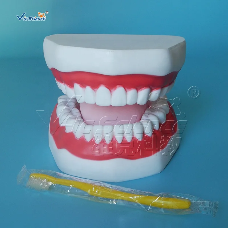 Plastic Dental Model Of Tooth Anatomical Model With A 32 Tooth Dental ...