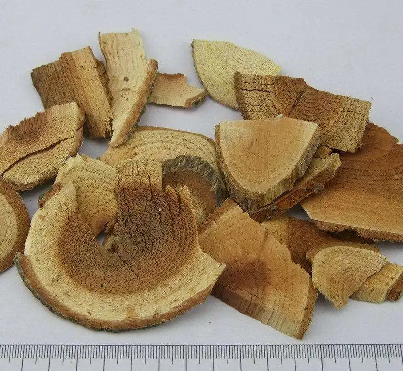 Natural Tripterygium Wilfordii Seeds Thunder God Vine Root Extract ...