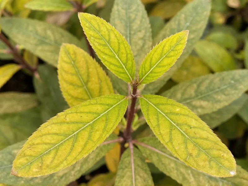 Why Plants Keep Dying in Same Spot with Yellow Leaves: Fix It