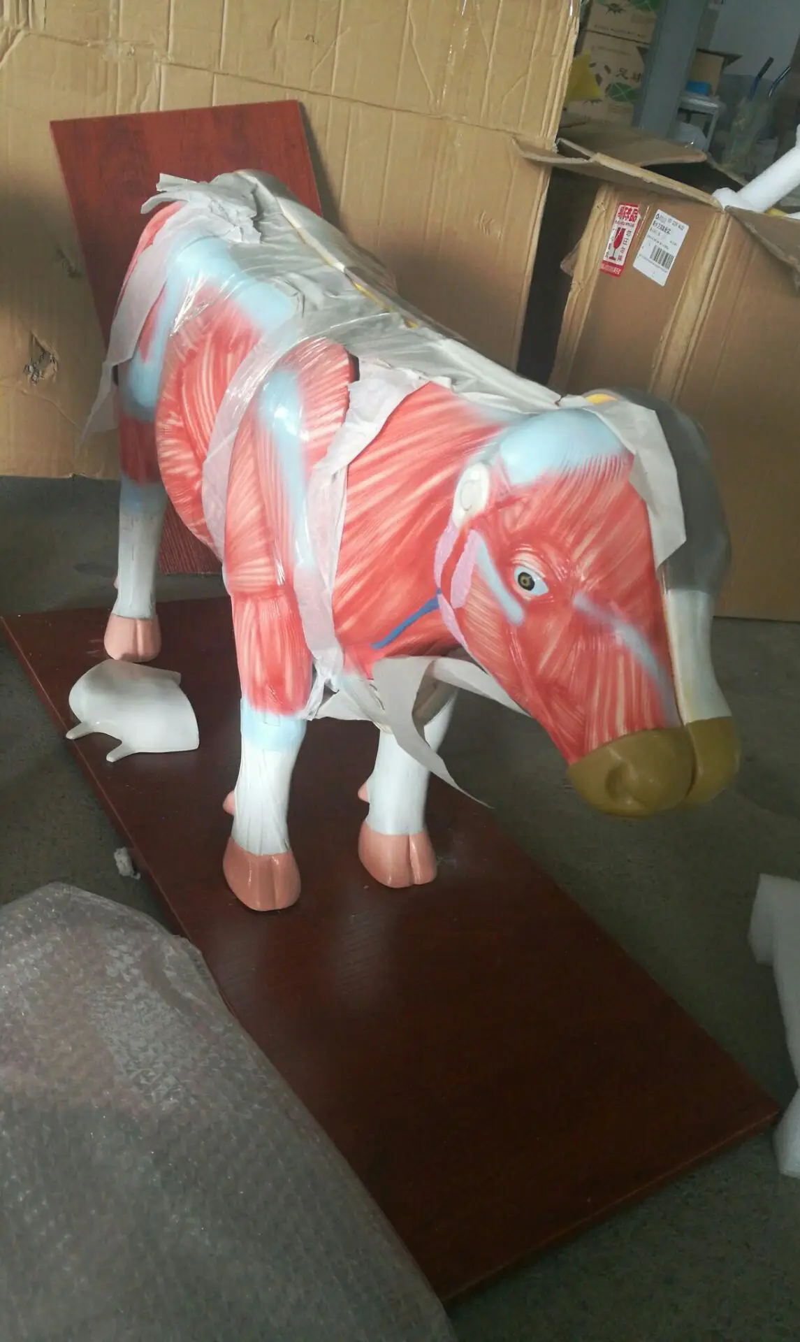 Anatomie Koe - High Quality Teaching Cow Model for Students