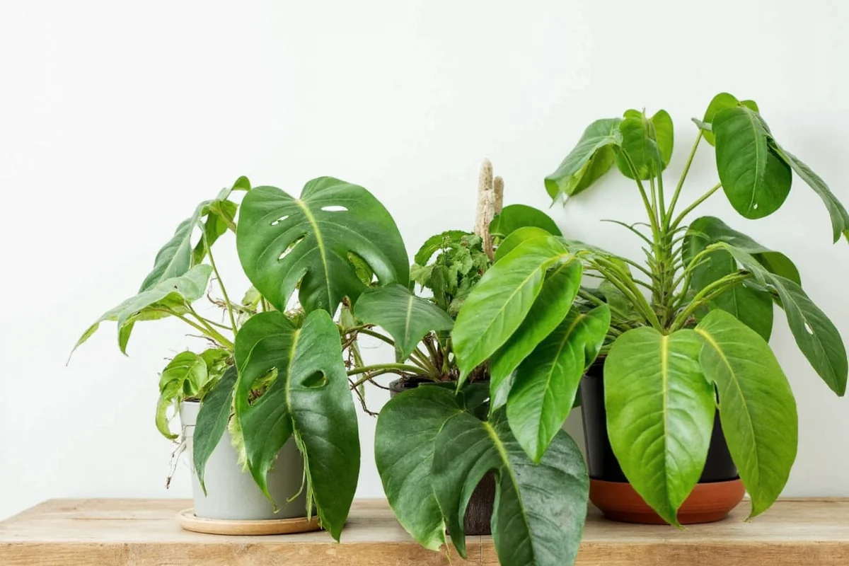How to Care for a Monstera Plant: Complete Guide