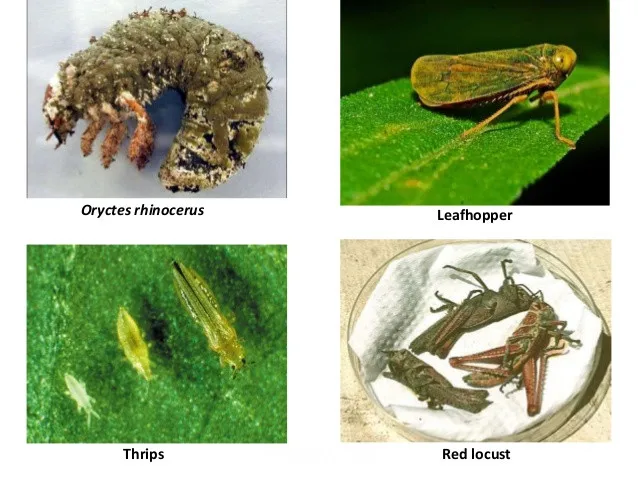 Pest Control Chemical Insectifuge 10 Billion Cfu/g Metarhizium ...