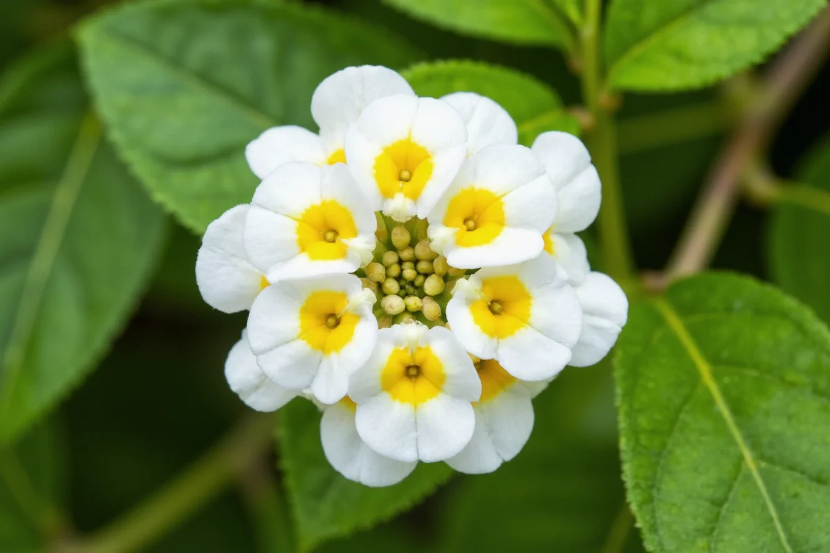 How to Care for a Lantana Plant: Complete Guide