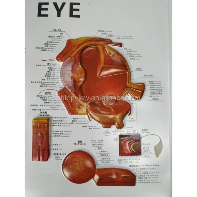 Ophthalmic 3D Eye Anatomy Model YQ0605 - Anterior & Posterior Chambers ...