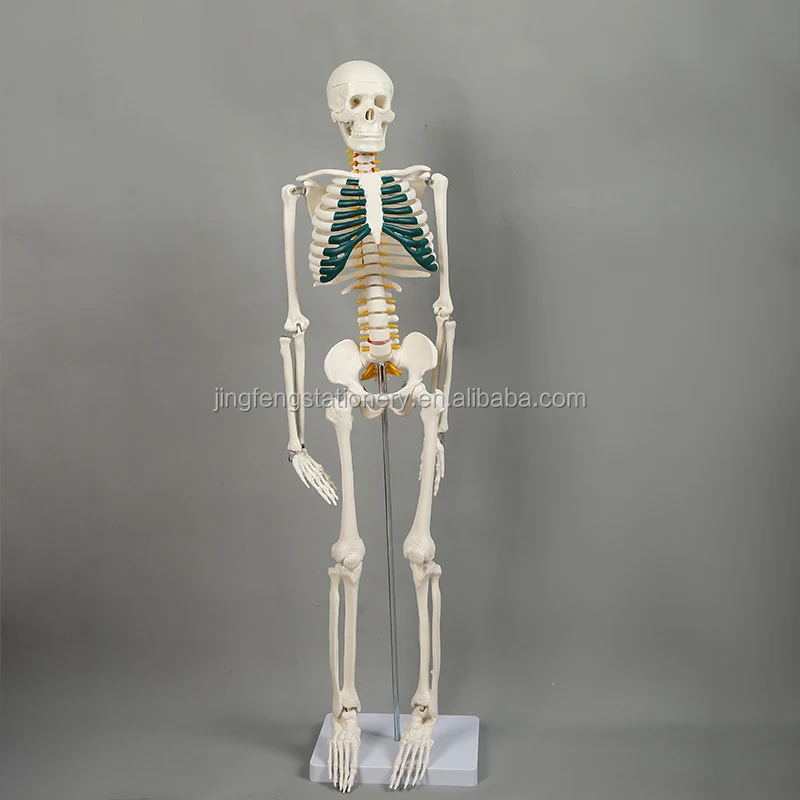 85cm Human Skeleton Model - Customized for Anatomy Teaching