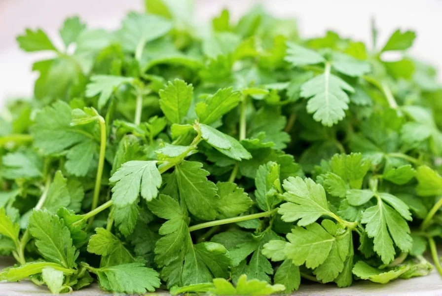 Coriander in Spanish: Cilantro vs Coriandro Explained