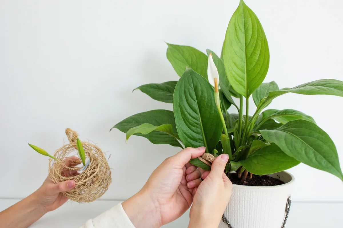 How to Repot a Peace Lily: Step-by-Step Guide