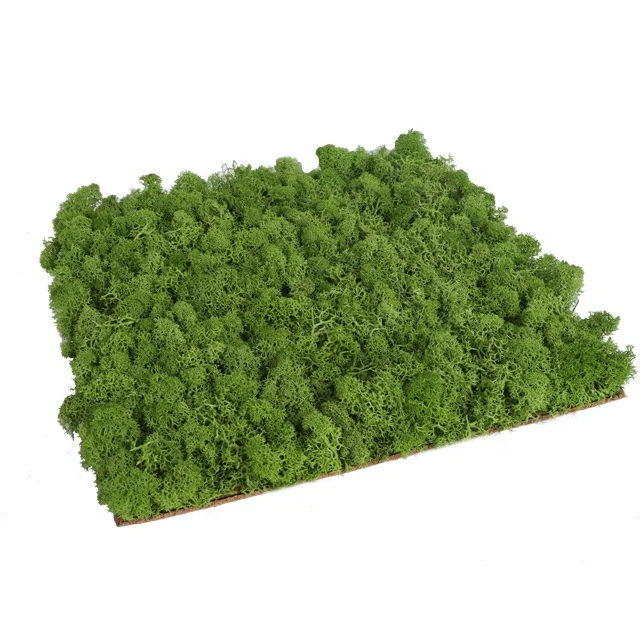 Natural Real Moss Wall For Decoration Stabilized Pole Moss Preserved ...
