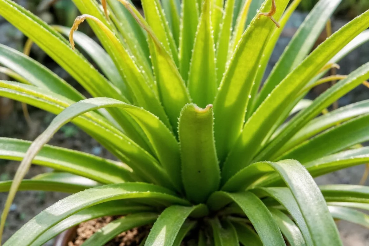 How Much Sun Does a Spider Plant Need?