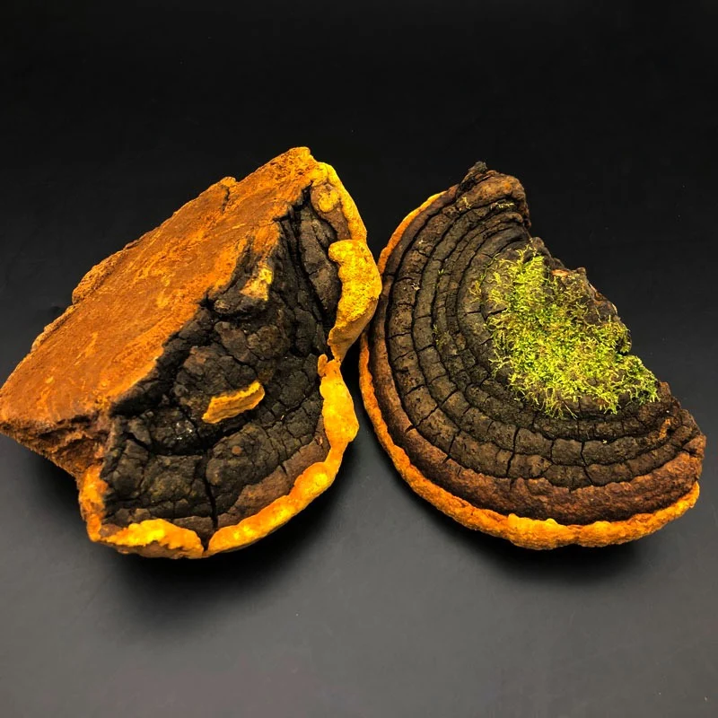 Wild Harvested Phellinus Linteus & Black Hoof Mushroom Extract Powder ...