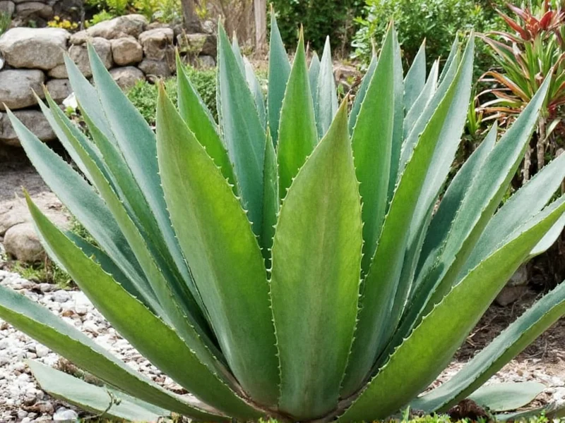 Aloe Plant Size Guide: How Big Do They Really Get?