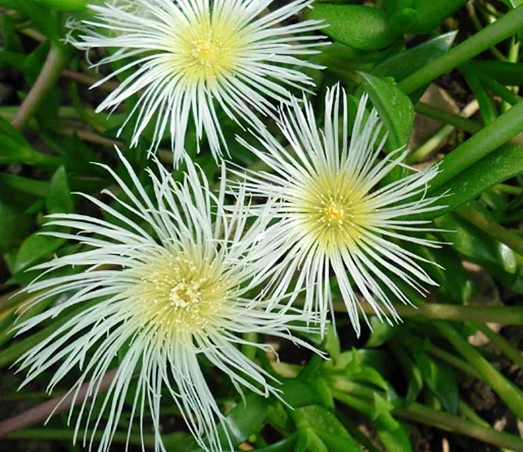 MT Health Sceletium Tortuosum Kanna Extract Powder| Alibaba.com