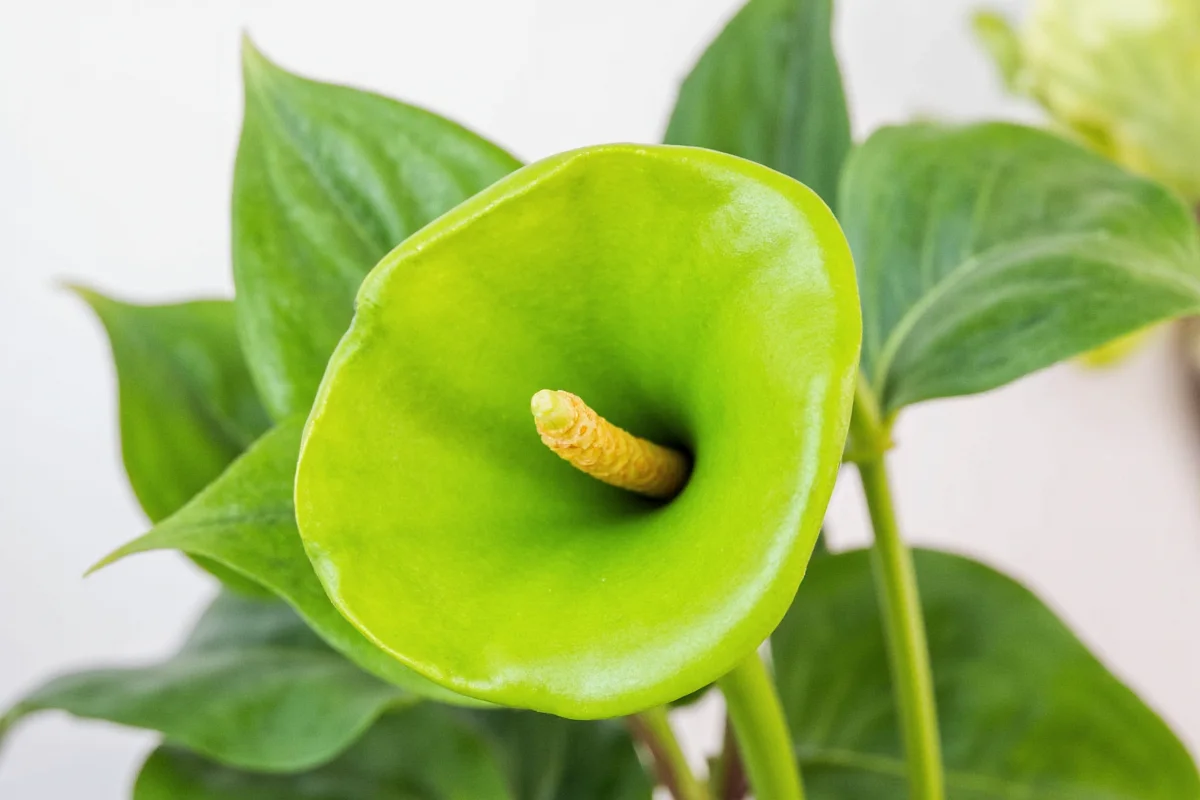 How to Care for Calla Lily Plant: Complete Guide