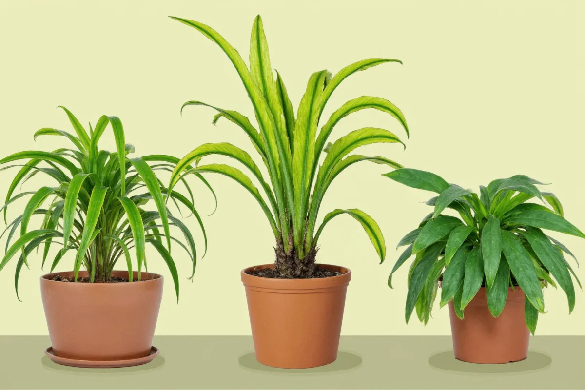Do Spider Plants Like Humidity? Ideal Levels Explained