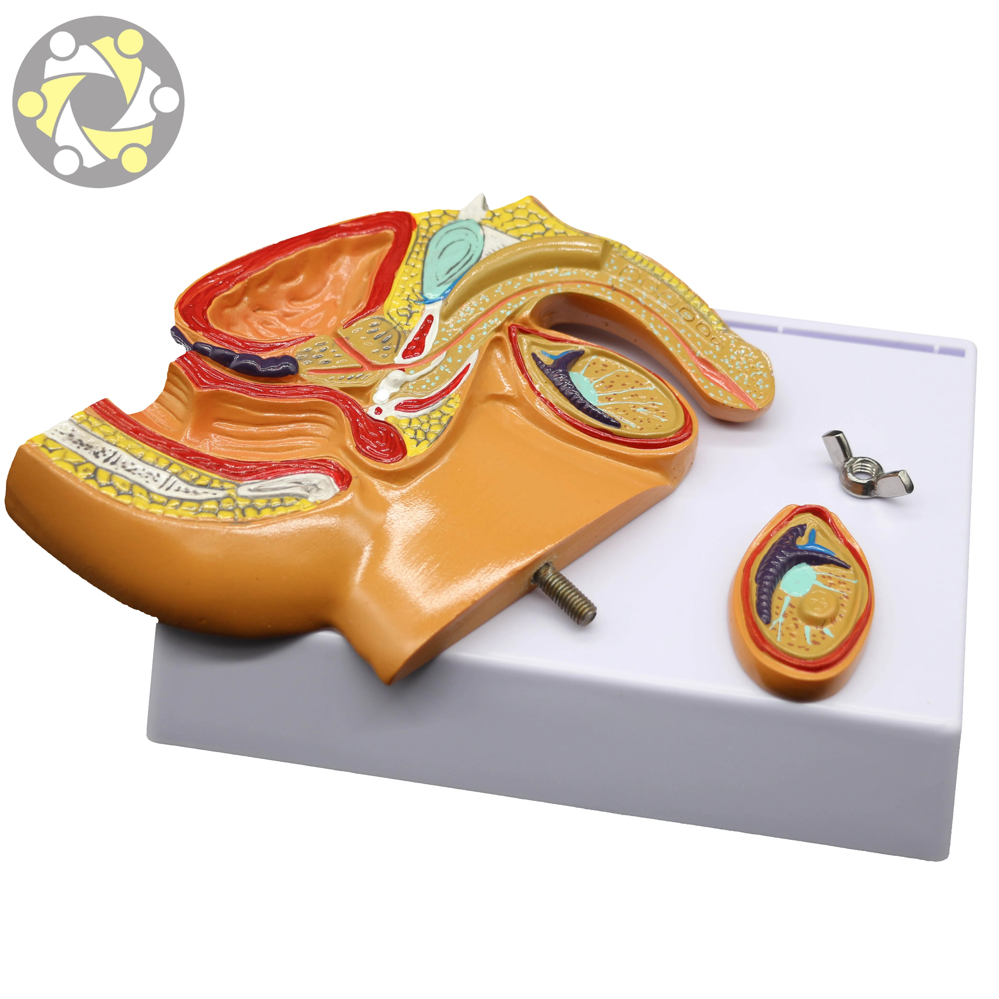 Male Reproductive System Anatomical Pelvic Cavity Model| Alibaba.com