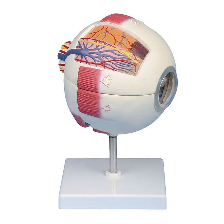 School Education Medical Orbit Human Anatomical Eye Model
