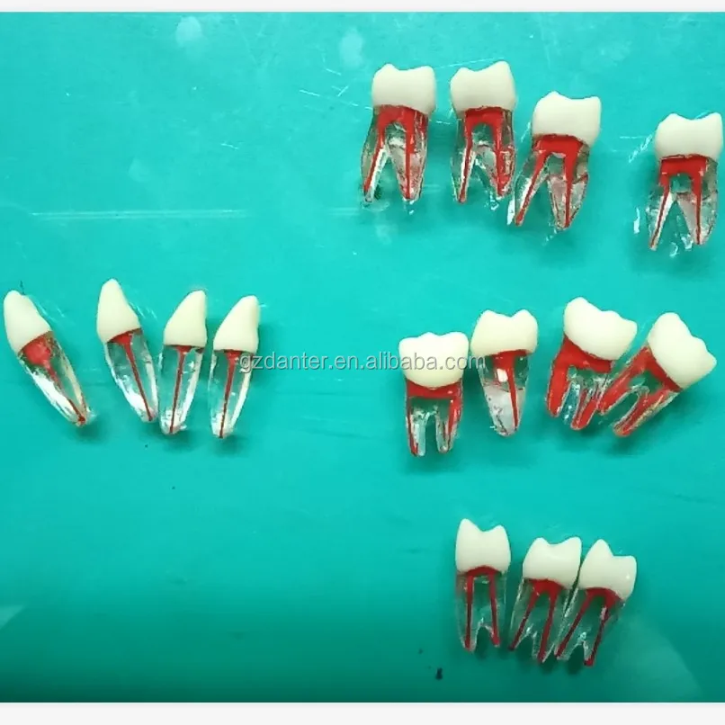 Oral Natural Root Form Tooth Model for Endodontic Training