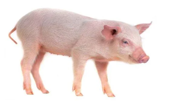 New Design Hog Pig Scalding And De Hairing All In One Machine /hog ...