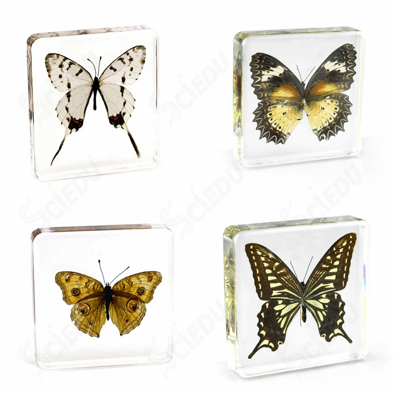 Education Insect Specimen Tube Resin Embedded Specimen Life Cycle Of ...