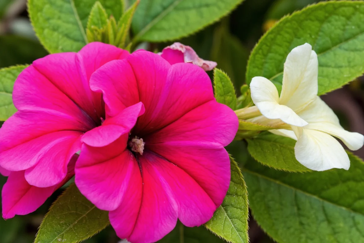 How to Care for Petunia Plants: Complete Guide