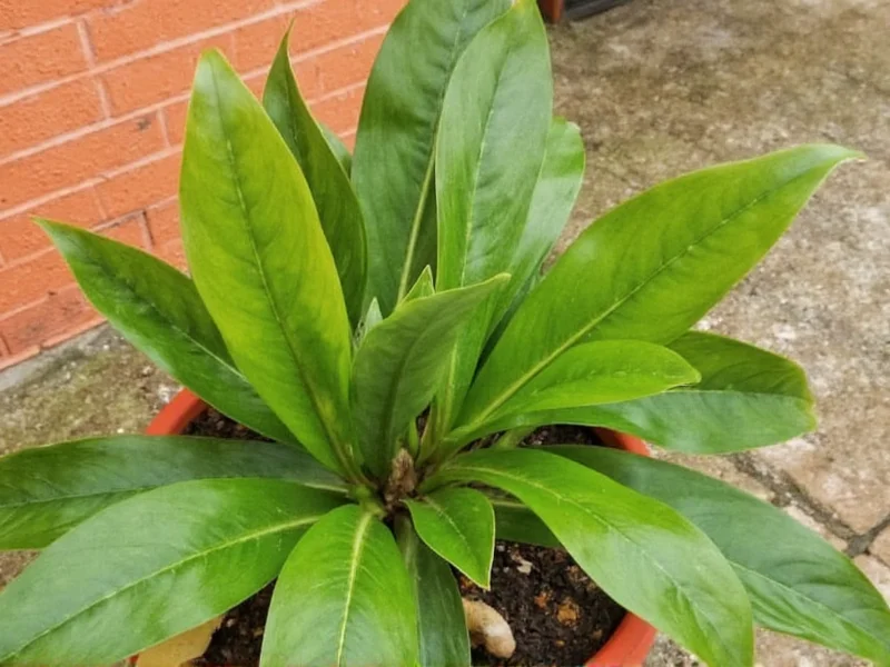 Prayer Plant Care: Complete Guide to Maranta leuconeura