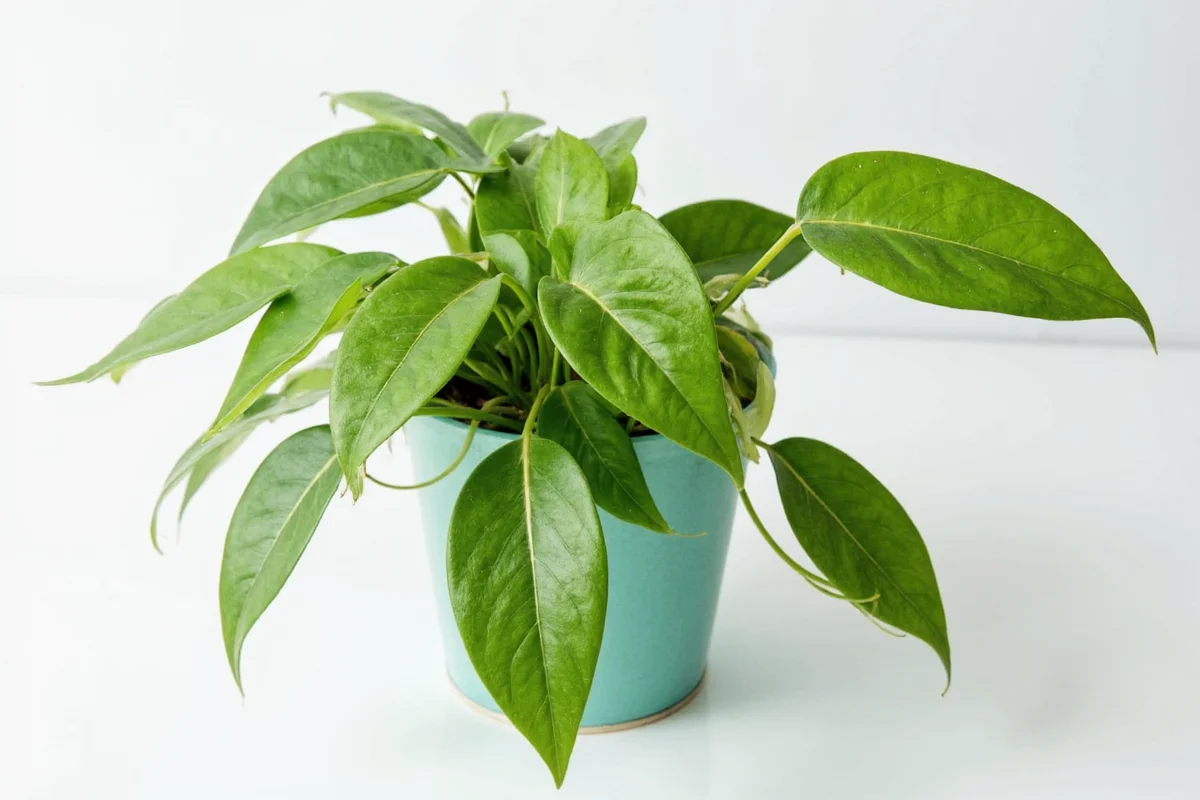 What Are Pothos Plants? Care, Types & Benefits