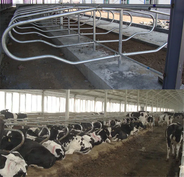 Cow Free Stall - Efficient Dairy Cattle Housing Solutions
