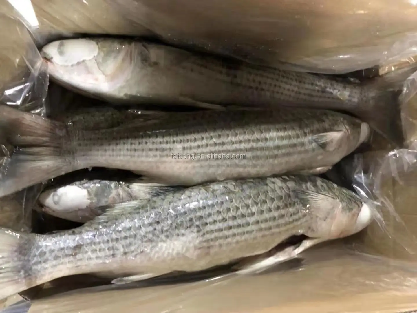 Frozen Grey Mullet - Buy Frozen Mullet,Grey Mullet,Frozen Grey Mullet ...
