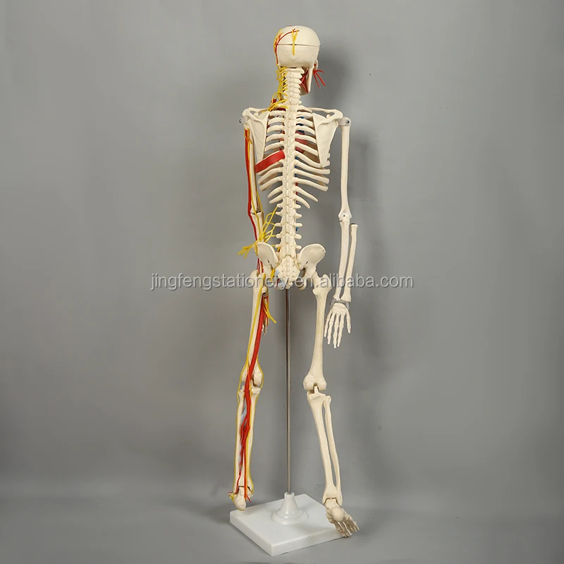 85cm Human Skeleton Model - Customized for Anatomy Teaching
