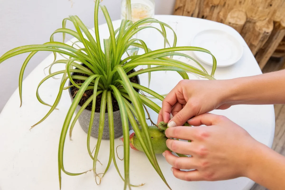 How to Root a Spider Plant: Easy Step-by-Step Guide