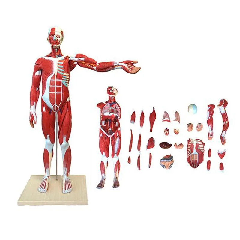 170cm Ganze Körper Menschlichen Muskel Anatomie Modell - Buy ...