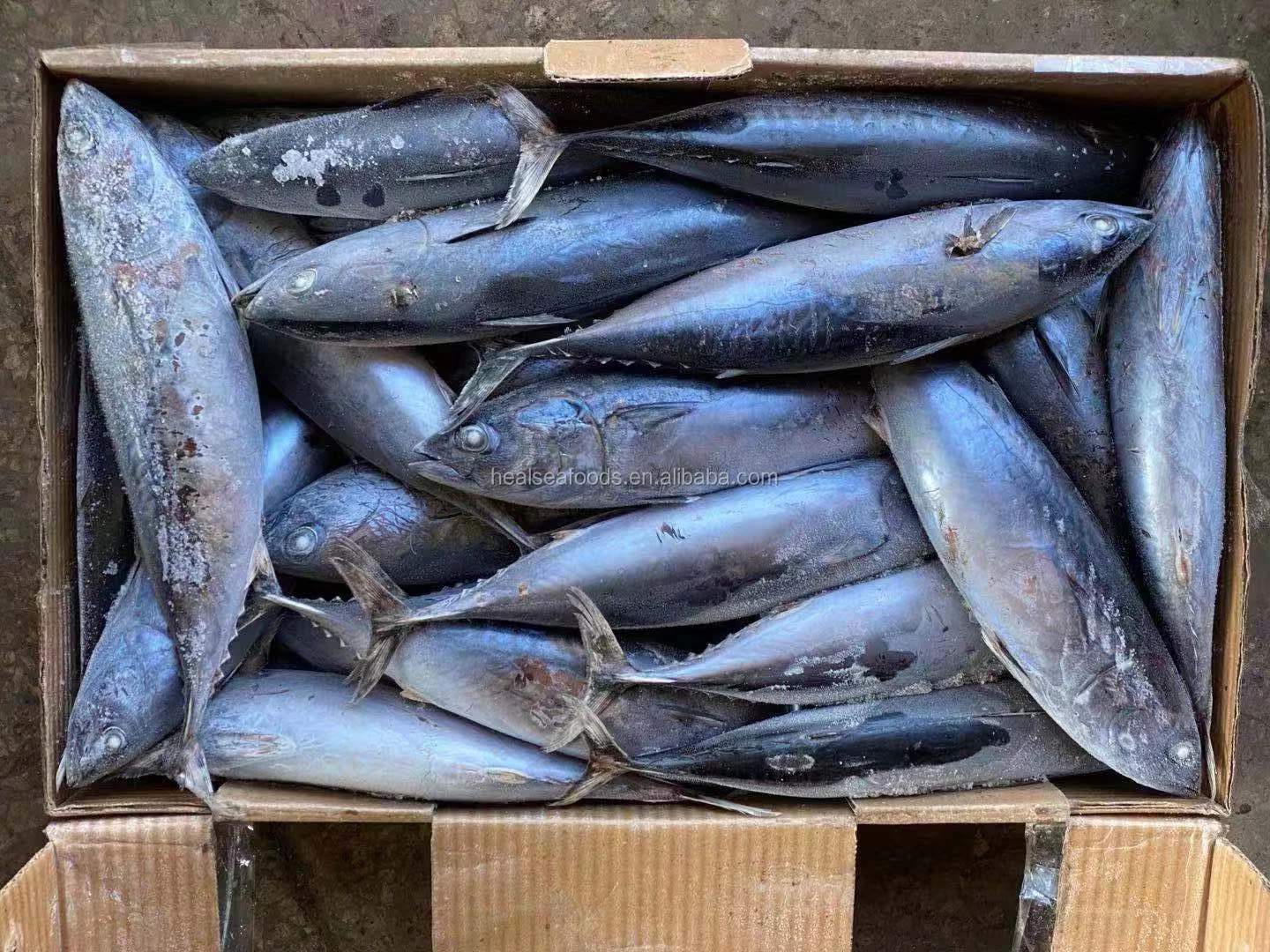 Fresh Frozen Bonito Bullet Tuna For Consumer Market - Buy Frozen Bonito ...